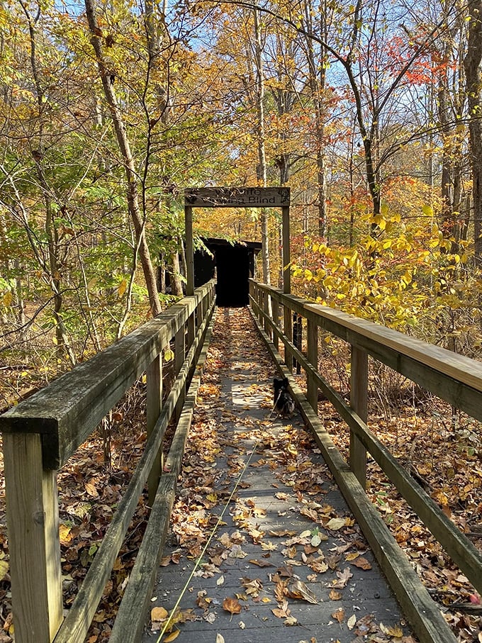 The wildlife viewing blind offers patient observers front-row seats to nature's unscripted theater. No tickets required.