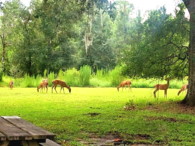 Dinner time in the meadow! These deer graze peacefully, blissfully unaware they're starring in Florida's version of National Geographic.