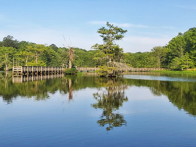 Where cypress trees throw the ultimate pool party. Chicot State Park's boardwalk invites you into their watery neighborhood.
