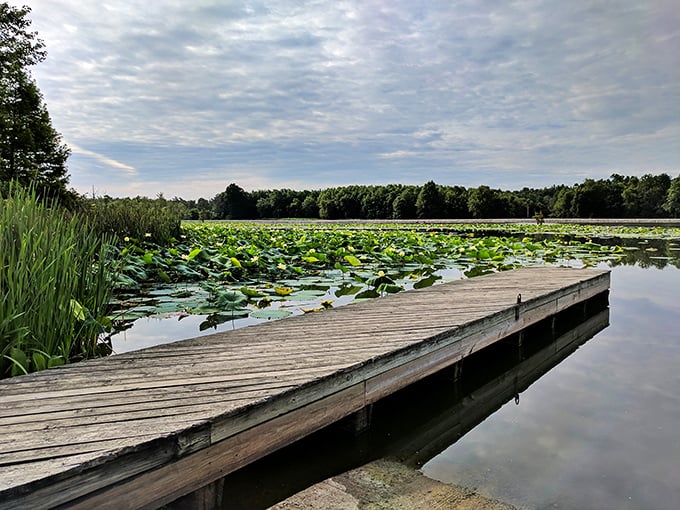 A wooden dock beckons at the edge of a lake blooming with aquatic plants. Silent invitation to sit and stay awhile.