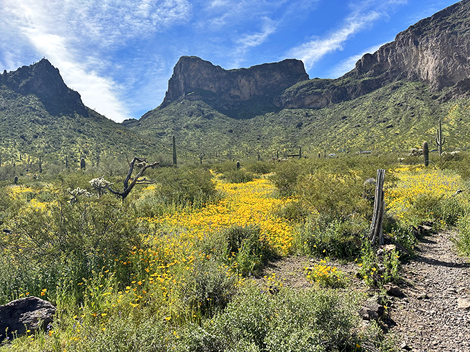 Picacho Peak's wildflower season turns the desert floor into nature's confetti &ndash; a celebration in yellow and purple.