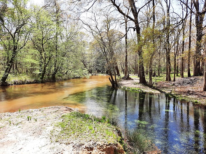 Blue Springs State Park: Where the trees create a natural cathedral and the water runs clearer than most people's weekend plans.