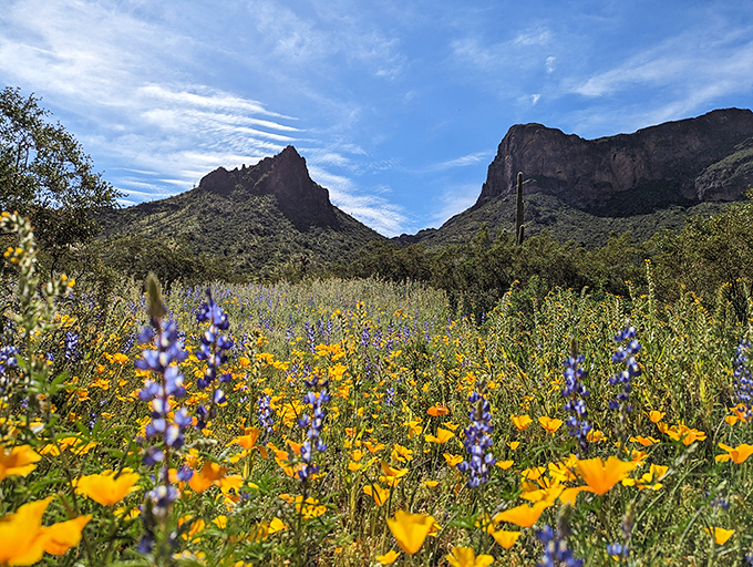 Those golden poppies against Picacho's rugged slopes &ndash; like Mother Nature decided the desert needed a makeover.