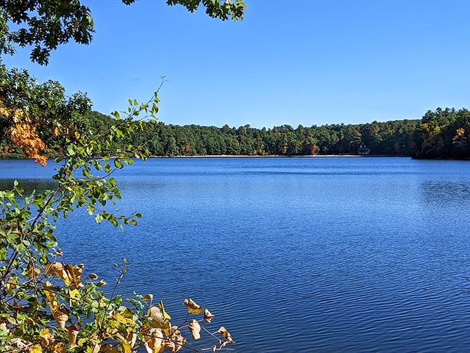 Autumn's artwork reflects perfectly in Walden Pond's clear waters, doubling nature's seasonal masterpiece for lucky visitors.
