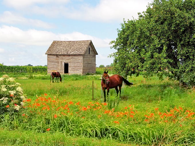 Where horses roam free and wildflowers dance in the breeze. This Amish farmstead scene could be straight from a Norman Rockwell painting come to life.