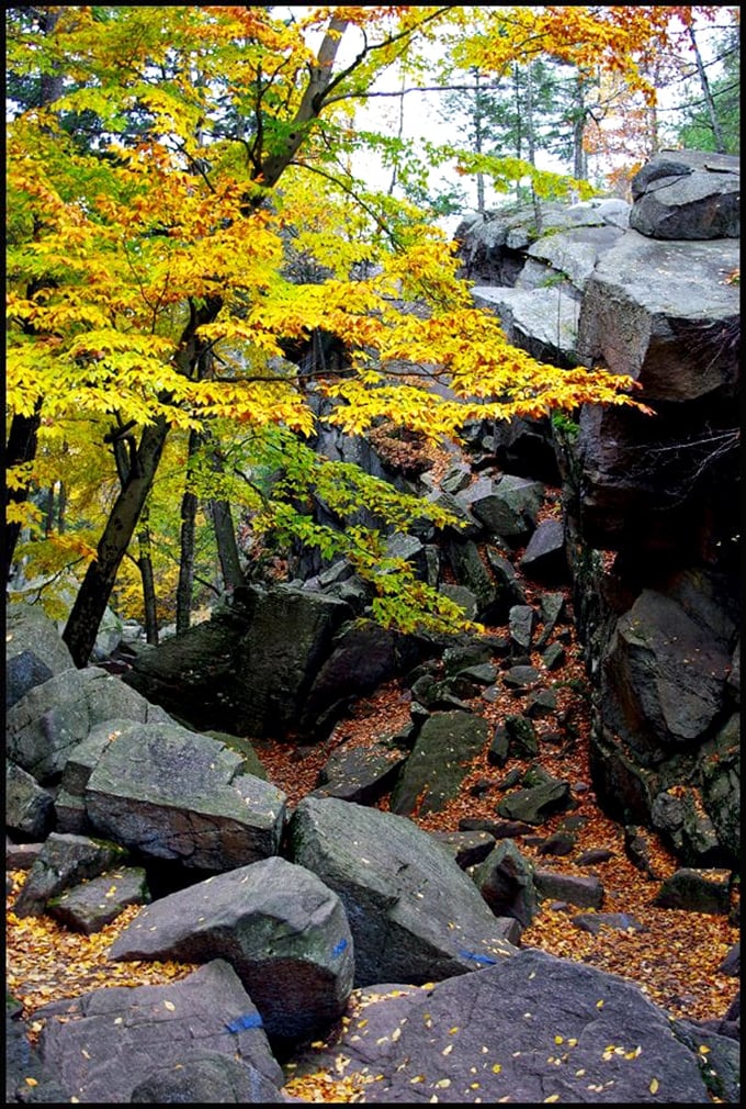 Wander through golden autumn leaves as they blanket these ancient, mossy boulders, creating a vibrant carpet for your seasonal forest trek.