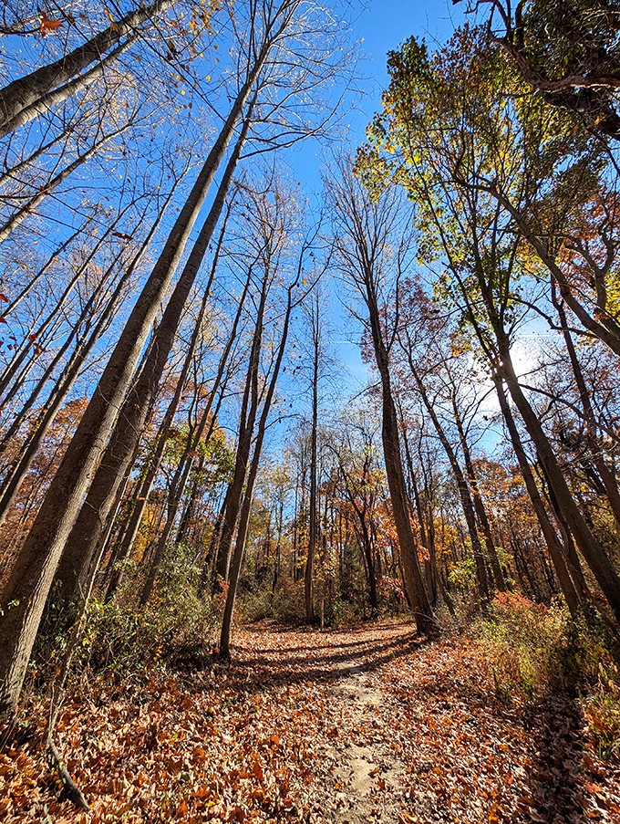 Blackbird State Forest's towering trees create nature's cathedral, where the only admission fee is the occasional acorn dropping on your head.