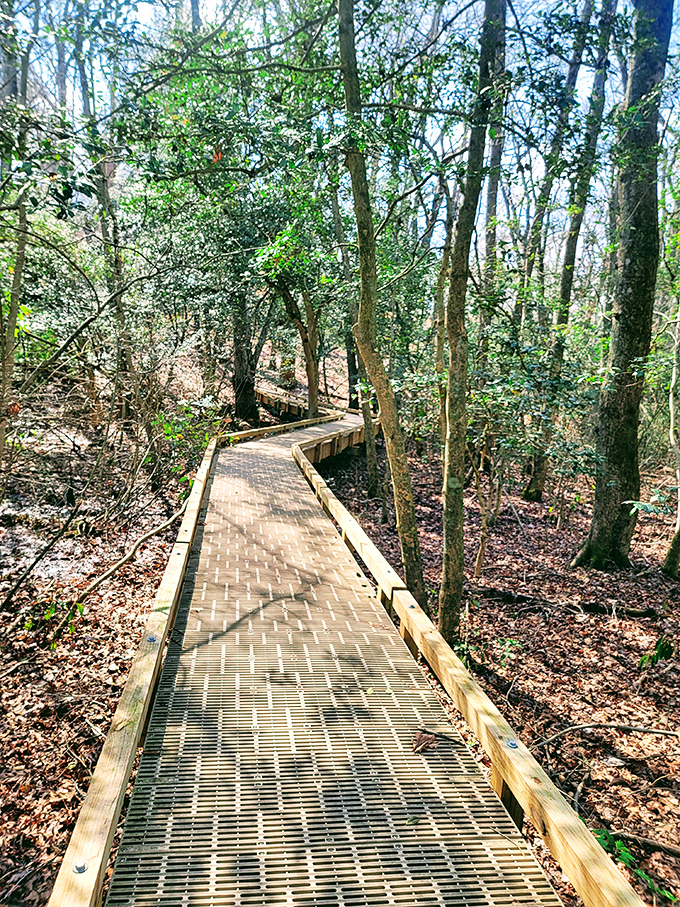 This boardwalk trail doesn't just protect the forest floor—it invites you into conversations with trees that have been gossiping for centuries.