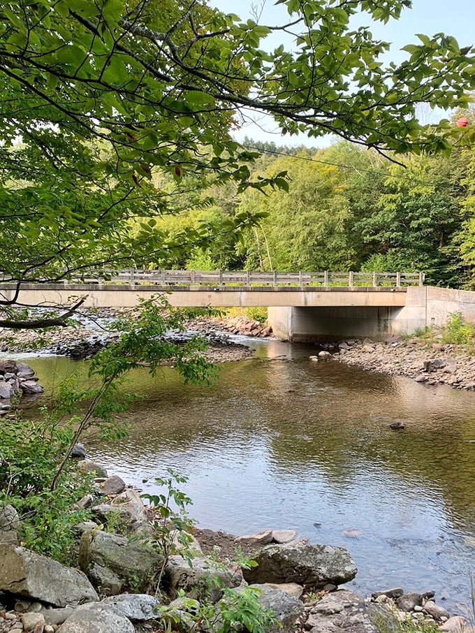 Sunlight dapples through the forest canopy, creating nature's stained glass. These ancient trees have been perfecting their pose for centuries. 