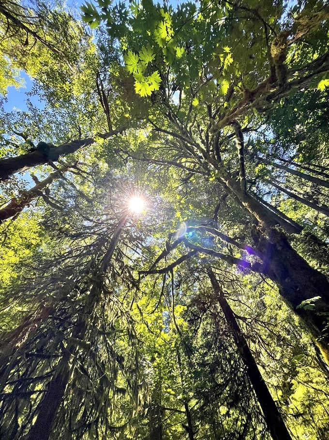 Look up! The emerald cathedral above creates a natural kaleidoscope, where sunlight plays hide-and-seek through layers of maple and evergreen canopy.