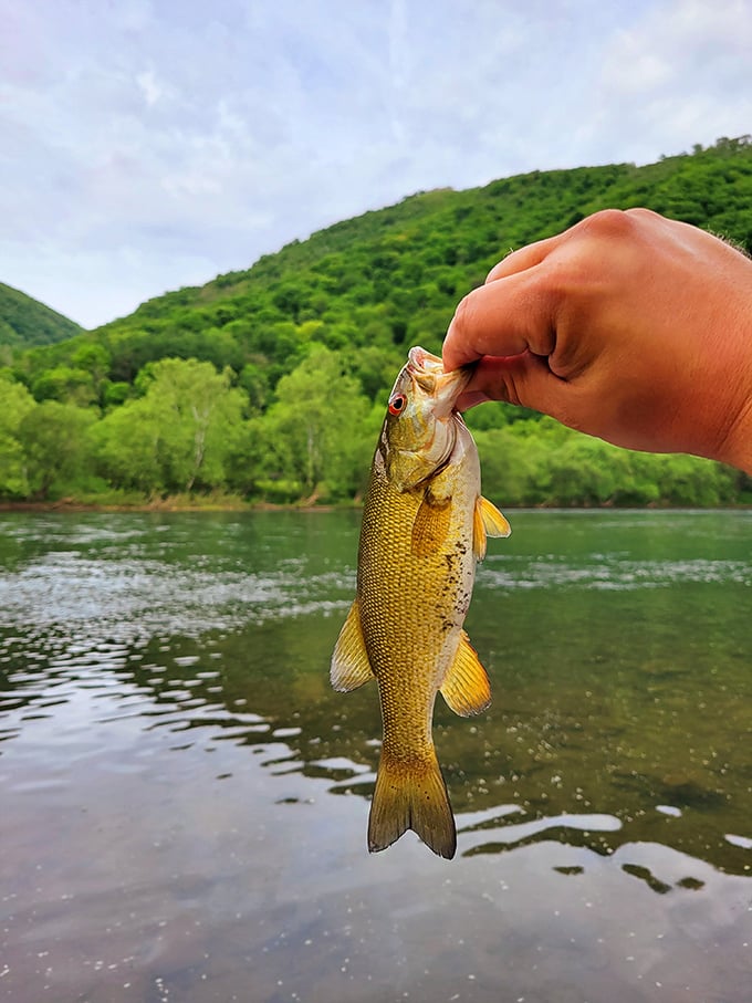 The age-old Pennsylvania ritual: person meets river, river provides dinner. Fishing these waters connects you to a tradition older than the mountains themselves.
