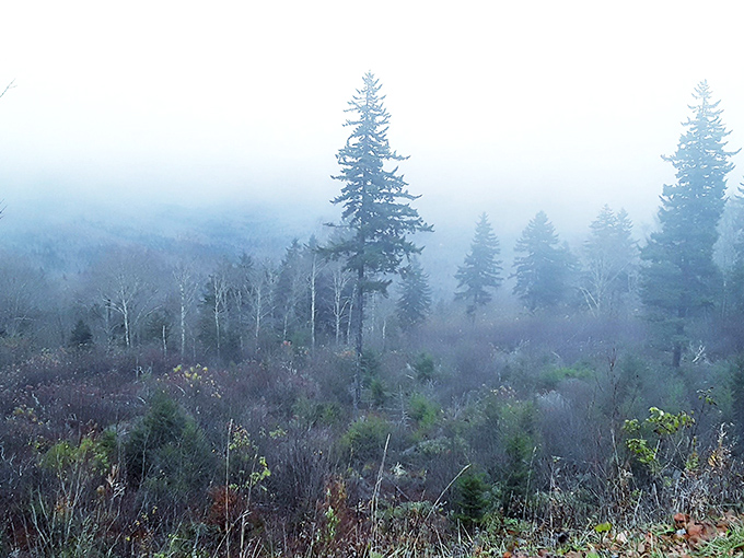 Morning fog drapes the landscape like nature's own mood lighting. The ethereal mist transforms ordinary trees into mysterious sentinels.