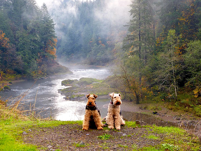 Morning fog transforms the Umpqua into a mystical realm where even these dogs seem to be contemplating the meaning of life.