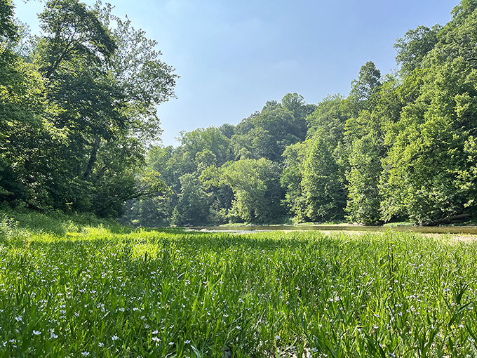 Summer's green embrace creates a natural cathedral of leaves. This verdant trail offers the kind of oxygen high that no city dweller can resist.