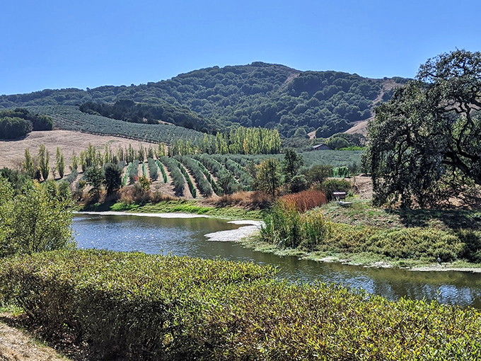 McEvoy Ranch captures California's Mediterranean soul&mdash;vineyards, olive trees, and water views that make you want to cancel your actual trip to Italy.