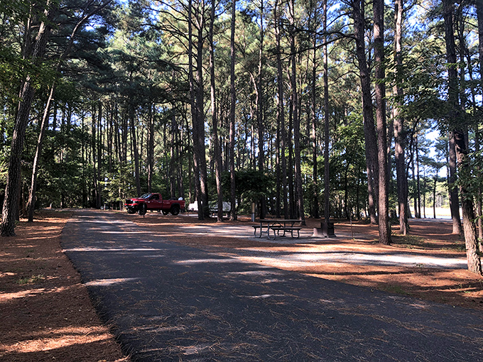 Campsites nestled among towering pines offer that rare commodity in modern life—actual peace and quiet, with a side of birdsong.