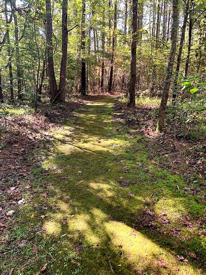 Nature's green carpet guides you through the forest like a woodland red carpet, minus the paparazzi and plus a thousand times more oxygen.