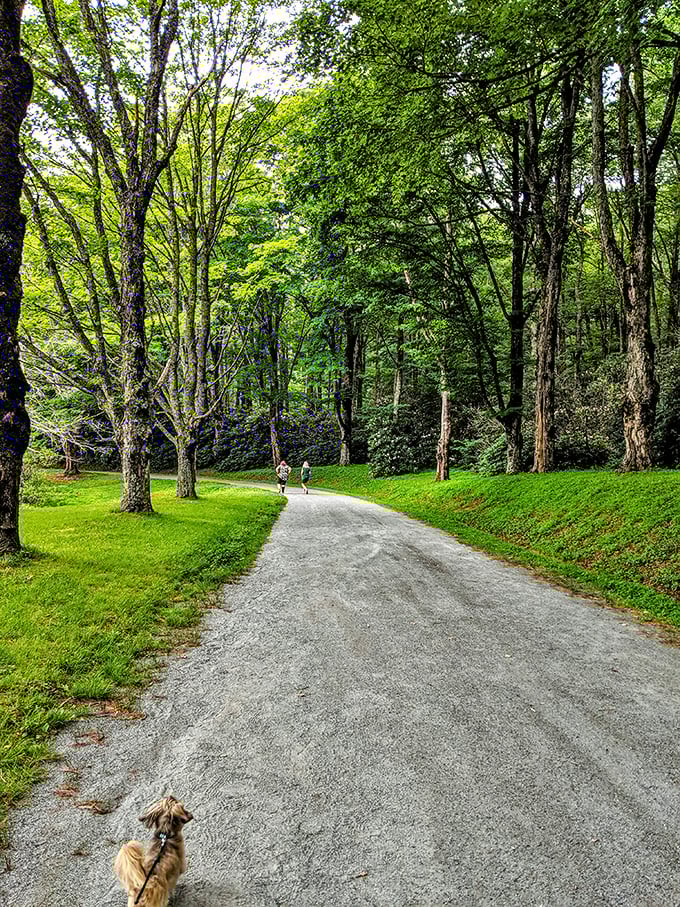 Nature's green cathedral, where even the most dedicated couch potatoes find themselves mysteriously motivated to keep walking.