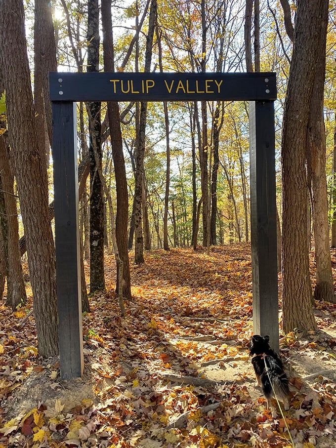 "Tulip Valley" welcomes adventurers through a simple wooden gateway that serves as the portal between ordinary life and woodland magic.
