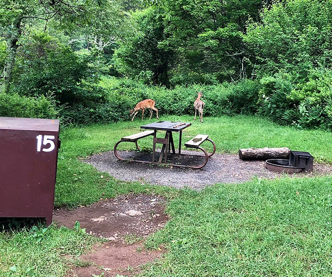 Deer dropping by for dinner&mdash;uninvited but always welcome guests. At Big Meadows, wildlife watching and picnicking are essentially the same activity.
