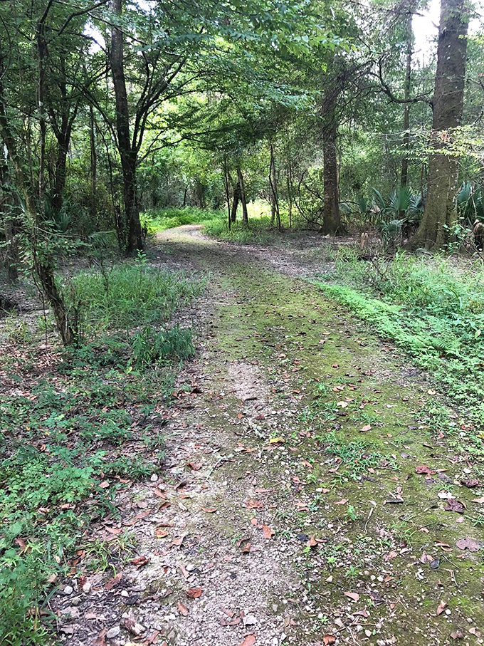 The path less traveled sometimes looks exactly like this&mdash;a gentle curve that whispers "just a little farther" to curious souls and reluctant spouses alike.