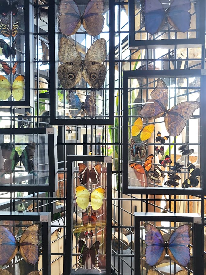 Nature's stained glass: Preserved butterflies transform ordinary frames into extraordinary windows to a world of delicate beauty and vibrant color.