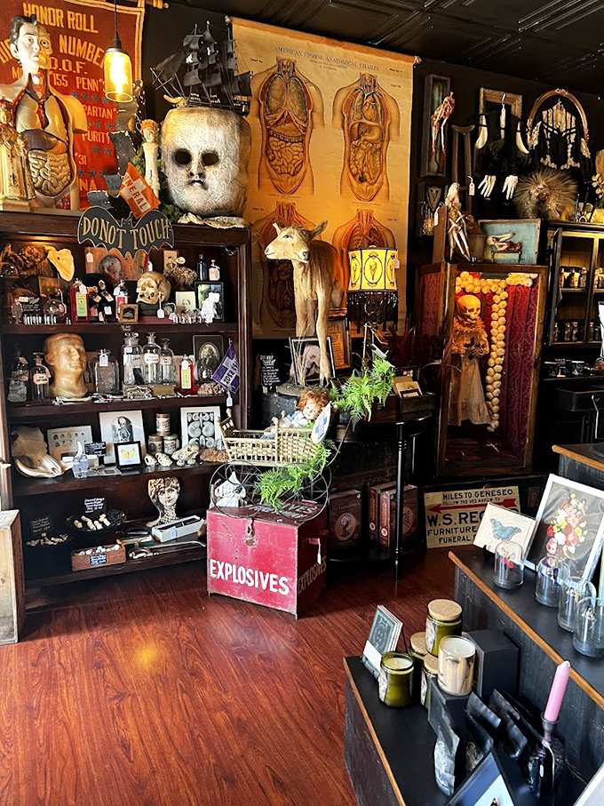 Vintage anatomical charts hang above meticulously organized shelves housing everything from antique medical implements to preserved specimens &ndash; a museum-quality collection that educates as it fascinates.