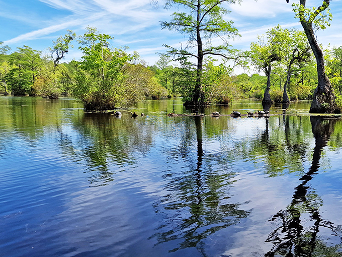 Mirror-like waters create perfect reflections of towering cypress trees&mdash;nature showing off its photographic skills without even trying.