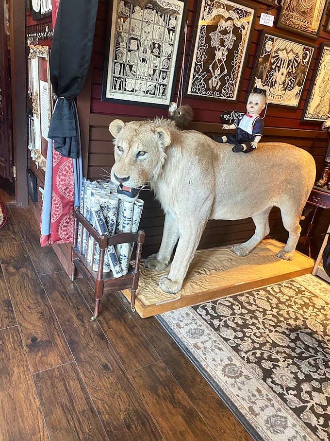 This regal taxidermy lion stands sentinel among vintage ephemera and anatomical curiosities, a majestic reminder of nature's wild beauty preserved through skilled craftsmanship.