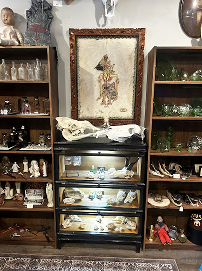 A mesmerizing display of animal skulls and preserved specimens sits between vintage-style shelving, offering glimpses into natural history and the collector's art.