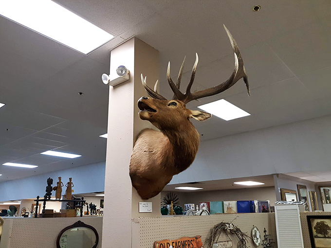 That majestic elk isn't judging your purchases, but he's definitely seen his fair share of "I-don't-need-this-but-I-want-it" moments.