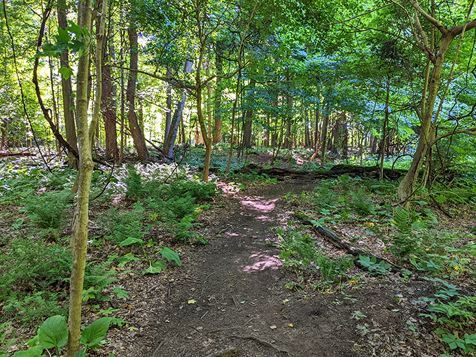 This forest path whispers promises of discovery with every step—the kind of trail that makes you forget you're checking your step count.