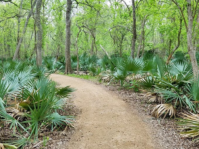 Fan-shaped palmettos create nature's reception committee along this trail. It's the botanical equivalent of a red carpet, just greener and occasionally poking your ankles.