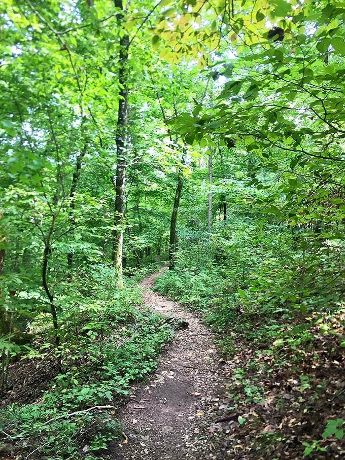 The trail whispers promises of what lies ahead, a green tunnel leading adventurers through a forest that's been perfecting its look for centuries.