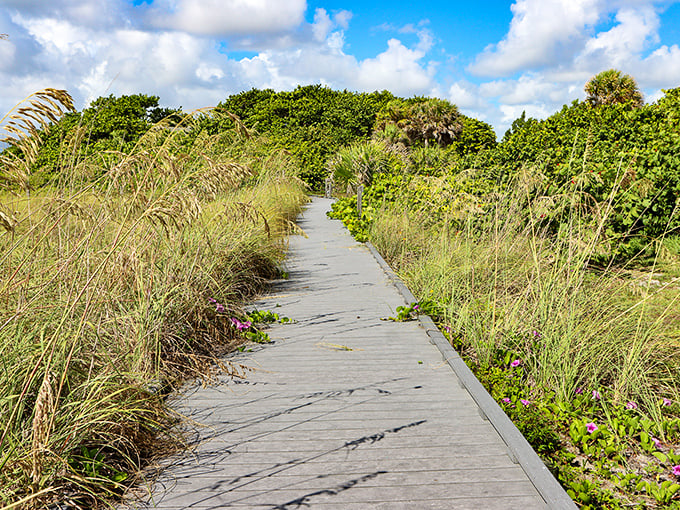 The path less traveled often leads to the best views. This weathered boardwalk through sea oats and native dune vegetation promises adventure without the crowds.