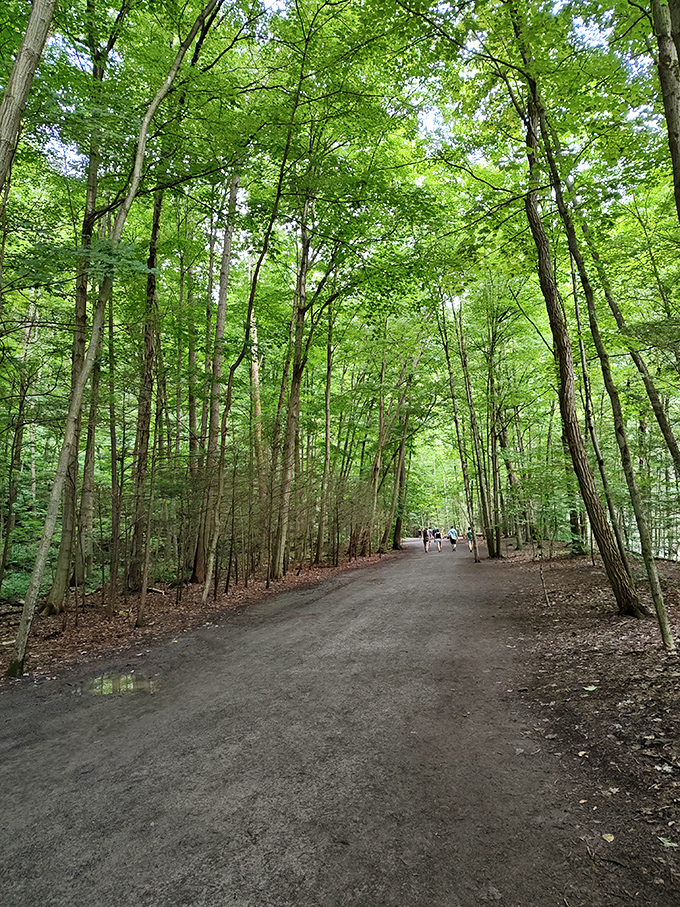 Sunlight filters through a cathedral of trees, creating nature's air conditioning on even the hottest summer days along this forgiving, accessible trail.