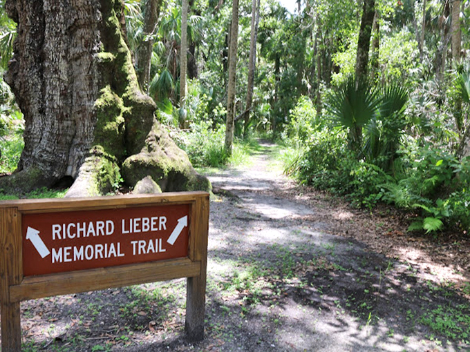 The Richard Lieber Memorial Trail beckons with promises of fern-filled wonderlands and the distinct absence of office emails.