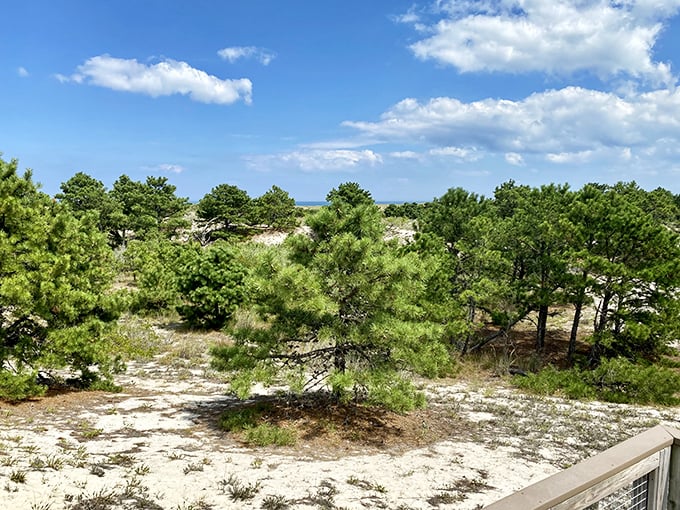Loblolly pines stand sentinel along sandy trails, their needle canopy creating nature's air conditioning on even the warmest Delaware summer days.