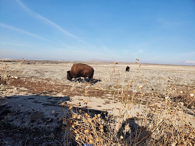 Antelope Island State Park: The original resident of the island, just hanging out and living that bison life.