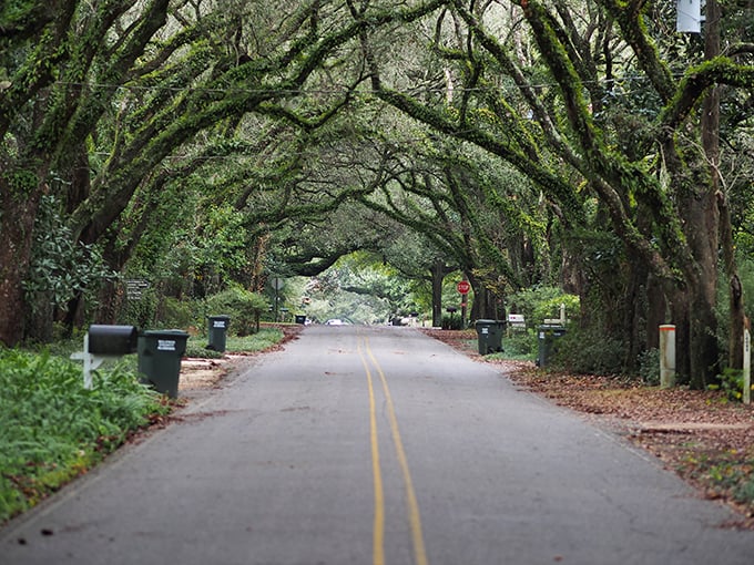 Magnolia Springs' tree-canopied roads create natural tunnels so magical, your GPS might suggest "follow the enchanted path" as the next direction.