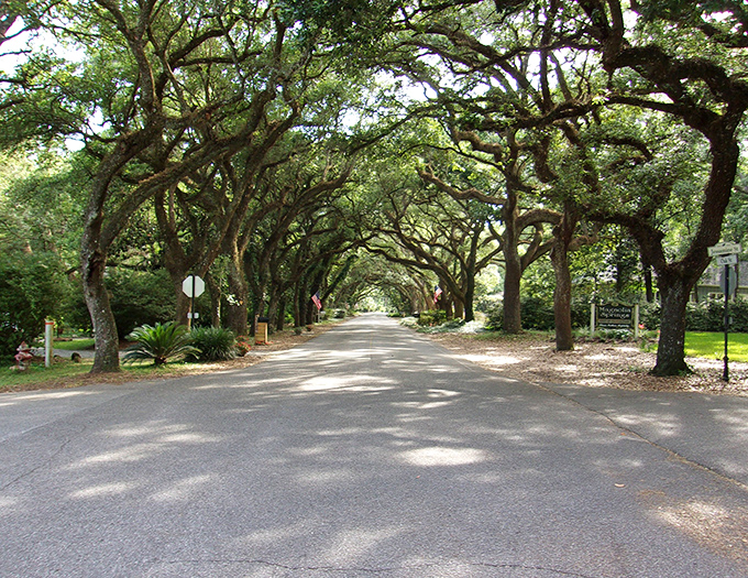 Magnolia Springs' legendary oak-lined roads create nature's own cathedral ceiling—a green tunnel that filters sunlight into dancing patterns.