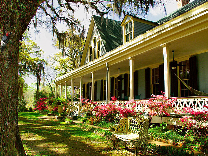 St. Francisville's historic landscape unfolds, revealing centuries of stories waiting to be told.
