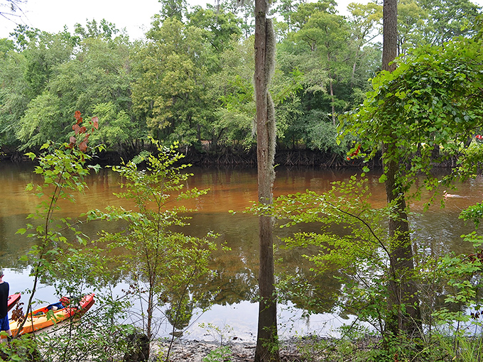 The Edisto River's tea-colored waters hide a world of wonders beneath. Kayakers welcome to this liquid treasure hunt.