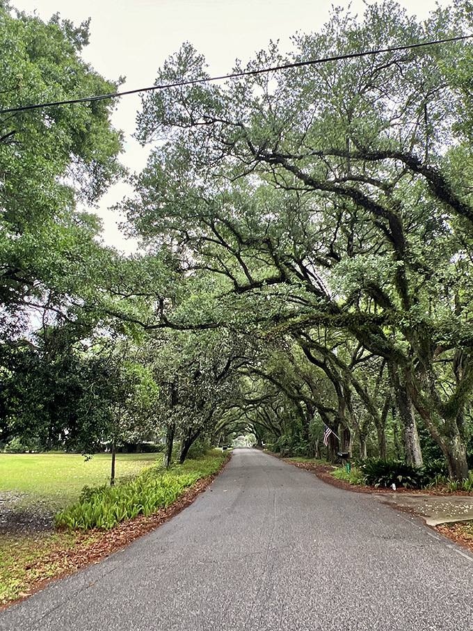 These ancient oaks have been standing sentinel in Magnolia Springs for centuries, creating shaded corridors that whisper "slow down and breathe."