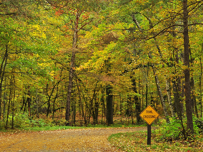 The St. Croix River flows with quiet determination, carving its path through Wild River State Park like nature's sculptor.