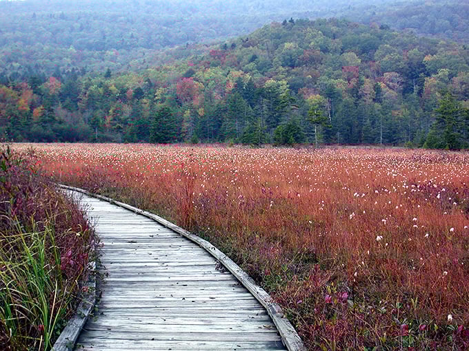 Fall's fiery palette paints the boardwalk's journey through crimson meadows. Even the wooden path seems to blush at autumn's dramatic display.