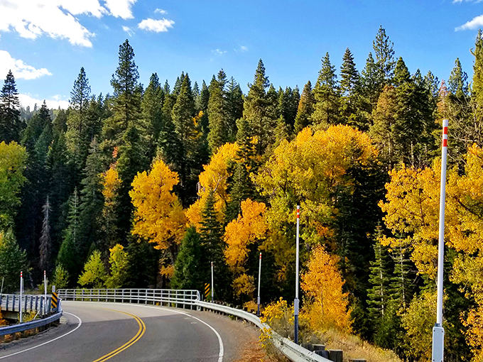 Fall in the Sierras: where trees dress better than most people at fashion week. Golden aspens create nature's perfect contrast.