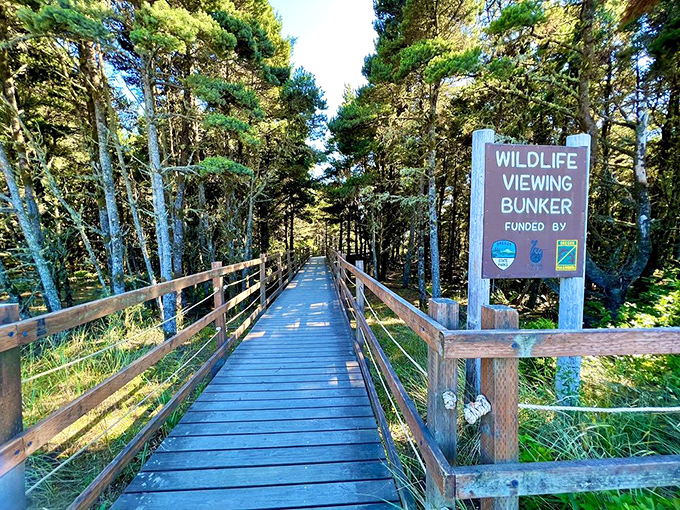 The wildlife viewing bunker beckons. This boardwalk promises encounters with nature that don't involve scrolling through someone else's vacation photos.