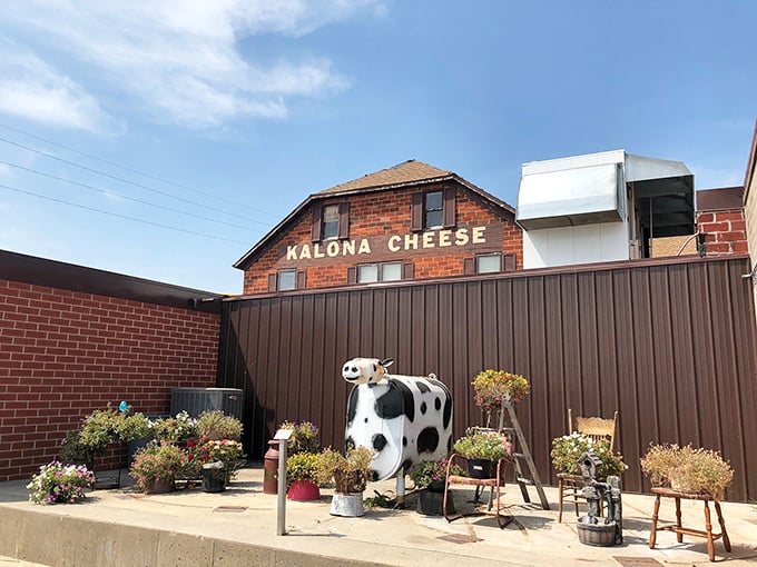 The famous Kalona Cheese building, complete with obligatory cow statue. Where else does your cheese come with such a direct connection to its source?