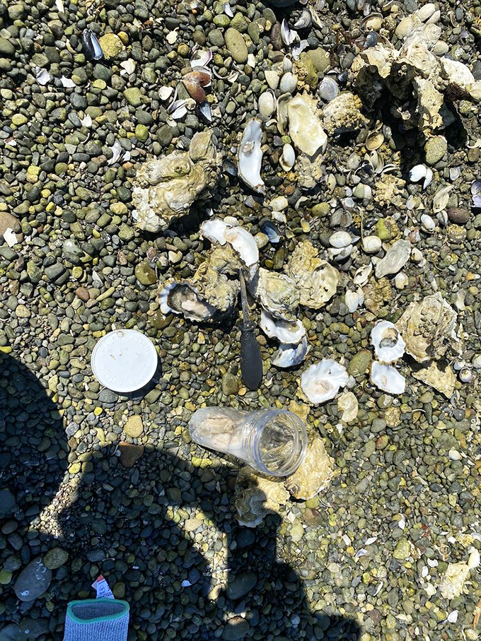 Hood Canal's famous oysters in their natural habitat. These briny treasures are the ocean's way of saying "You're welcome" to seafood lovers.
